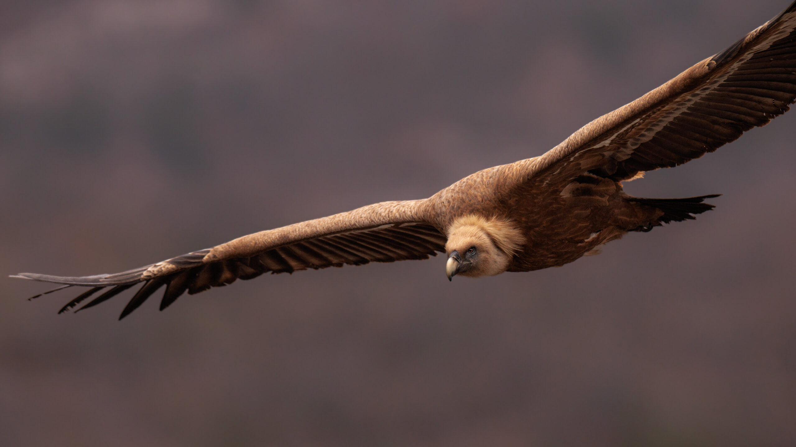 Où Photographier les Vautours Fauves ? | Photographe animalier ...