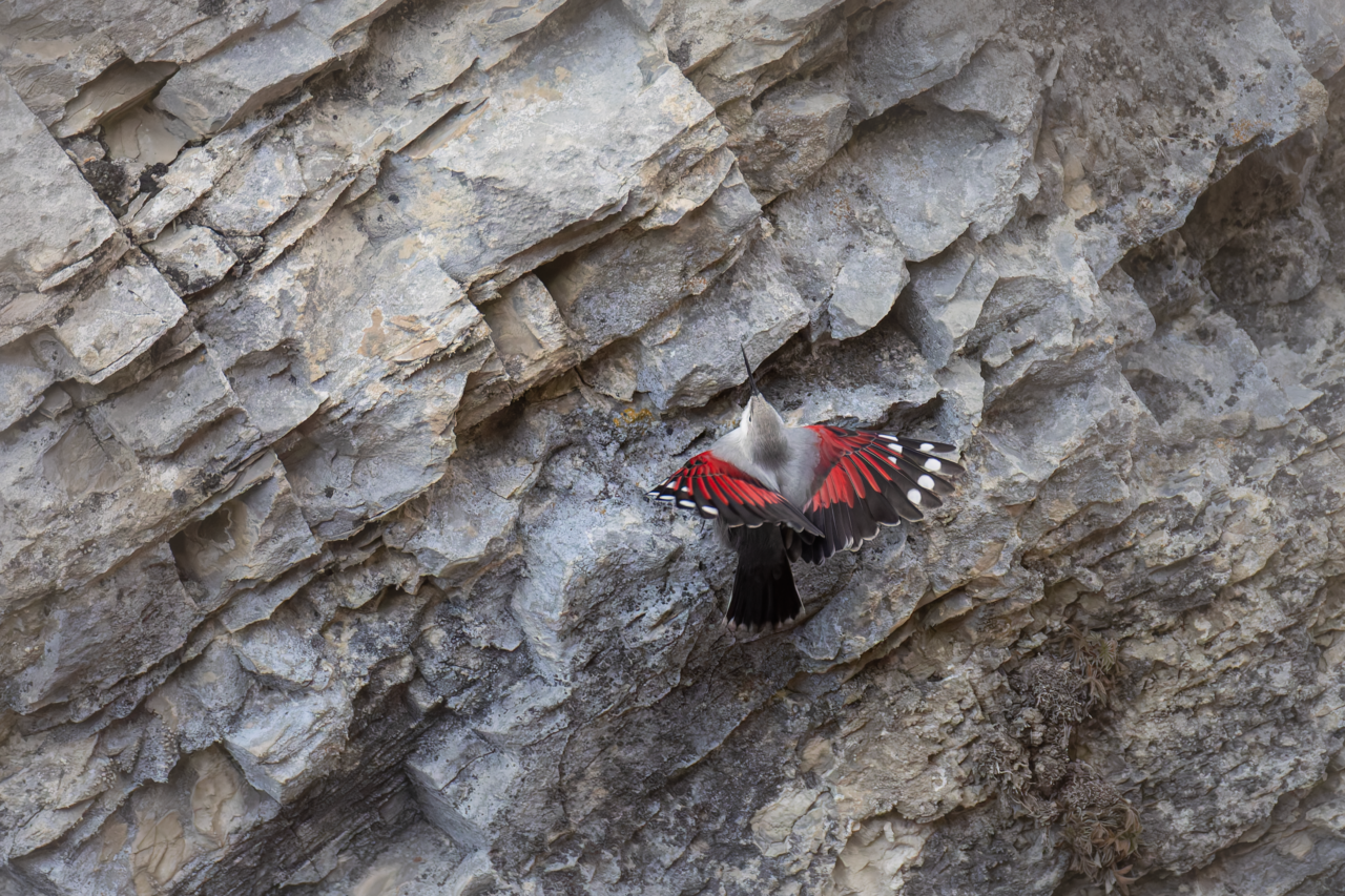 Où observer le Tichodrome Echelette en Suisse | Photographe animalier ...